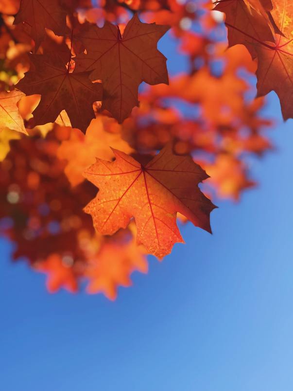 Cascade Park Photo Walk | FAVA - Firelands Association for the Visual ...